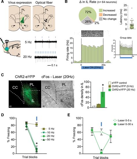 Figure 1 From Revisiting The Role Of Infralimbic Cortex In Fear Extinction With Optogenetics