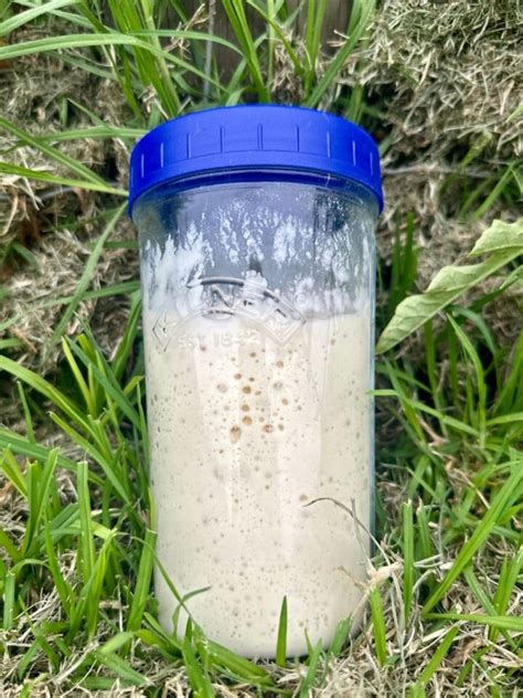 Sourdough Brown Bread Recipe The Pantry Mama