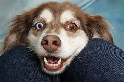 Más De 50 000 Fotos De Cara De Perro Y Perro Gratis Pixabay