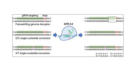 Gtr 20 Grna Trna Array And Cas9 Ng Based Genome Disruption And Single Nucleotide Conversion In