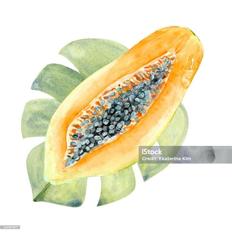 잎에 열린 파파야 흰색에 고립된 수채화 질감 그림 손으로 그린 열대 과일 클립 아트는 요리 디자인 라벨 인쇄물 카드 패키지 메뉴