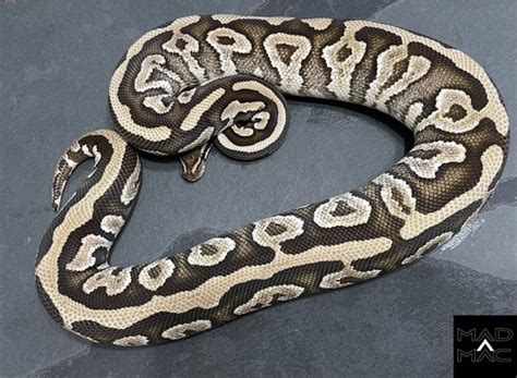 Sapphire Mojave Spotnose Proven Breeder Ball Python By Mad Mac Pythons