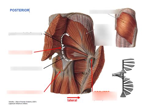 Diagram Of Posterior Ass Muscles Quizlet