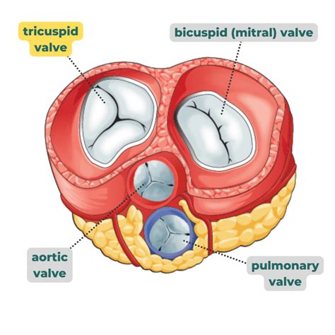 Tricuspid Valve Anatomy Structure Function