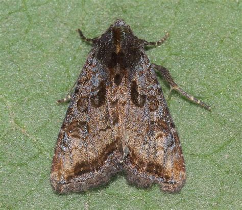 Undescribed Sp Bugguide Net