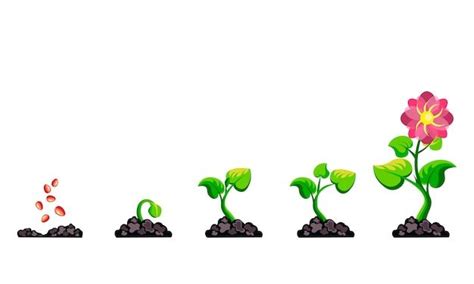 Best 13 Flower Plant Growth Stages Seedling By Vector Illustrations