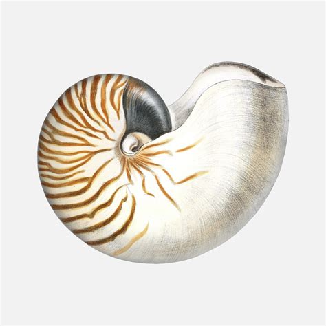 The Chambered Nautilus Shell Tofujoe