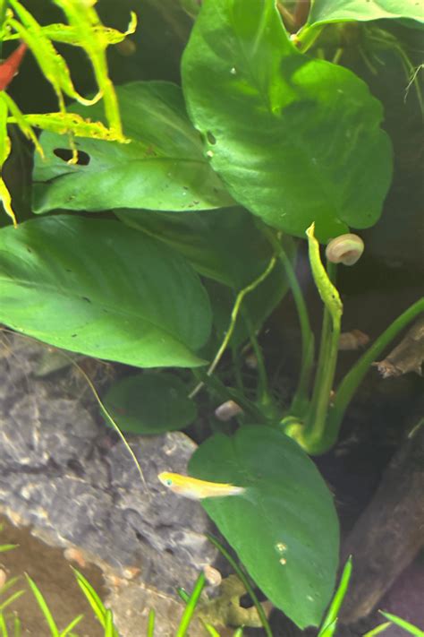Anubias Care Guide Everything You Need To Know For Thriving Anubias