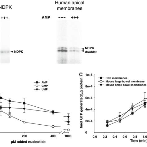 Effect Of Nucleotides On Ndpk Phosphorylation A Phosphorylation Of