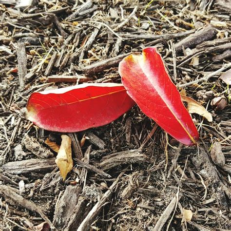 Premium Photo Close Up Of Red Grass On Field