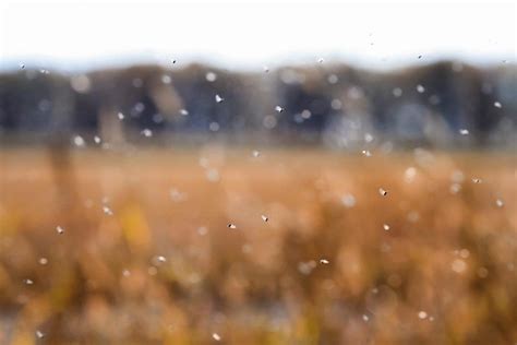 What Do Trout Eat All You Want To Know