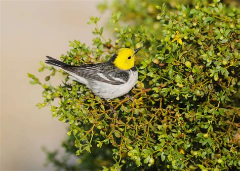 Hermit Warbler — Sacramento Audubon Society