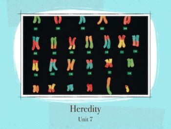 Heredity Unit 207 PowerPoint Slides By Lab207 TpT