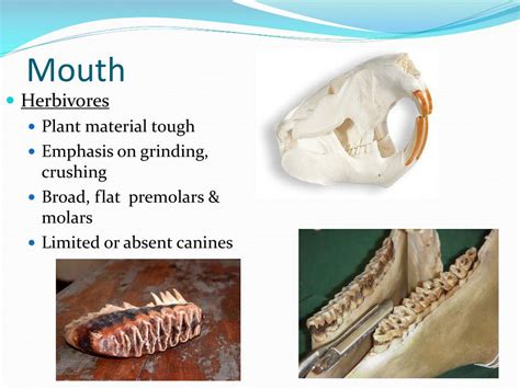 Ppt Chapter 41 Powerpoint Presentation Free Download Id1979913