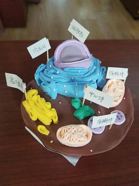 我校高一年级举办真核细胞三维结构建模大赛 搜狐大视野 搜狐新闻