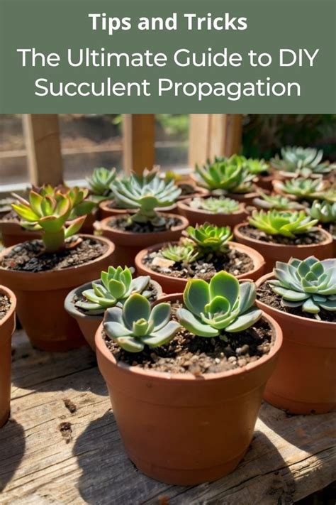 Tips And Tricks The Ultimate Guide To Diy Succulent Propagation