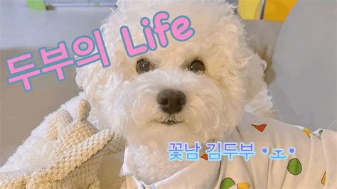 일상vlog 두부의 일상 비숑프리제 비숑 강아지의 하루 Youtube