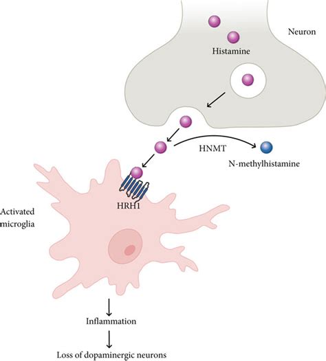 Histamine Released From Neurons Binds To Histaminergic Receptor H1