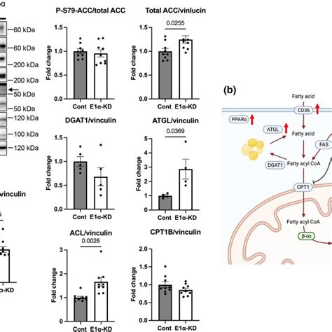 Reduction In Bckdh‐e1α Expression Level Induced Discordant Upregulation
