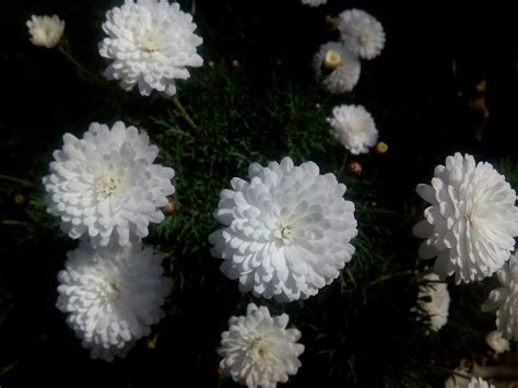 Identificación De Plantas ¡ayuda