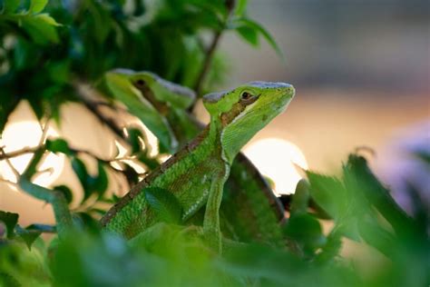 Biological Pollution What Is Types And Examples Evidence Network