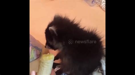 See How To Eat A Small Raccoon Banana Youtube