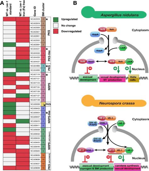 Expression Of Secondary Metabolite Genes And Comparative Model Of The