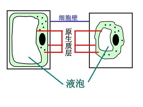 质壁分离图 千图网
