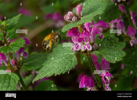 Large Fluffy Bumblebee Closeup Background With A Bumblebee Pollinating Lamium Maculatum Flowers