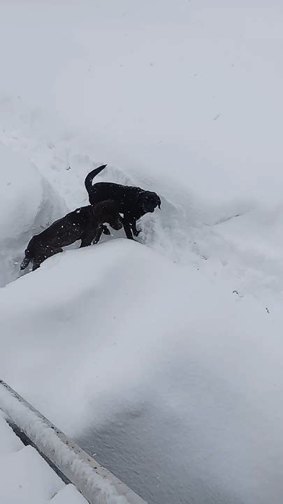 სანადირო არაფერია ამ თოვლში და რაქნან Youtube