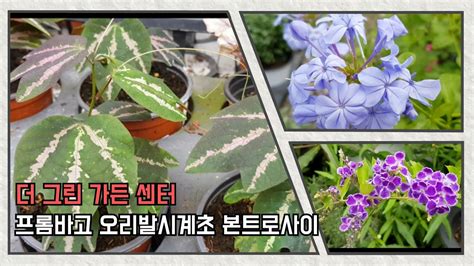 더 그린 가든 센터 🌳프롬바고 🌸상사화 🌸오리발 시계초 🌸제라늄 안트로사이 🌸발렌타인 자스민 🌸아시난데스 🌸무늬회양목 🌸하마보우 🌸초코싱고니움 🌳 Youtube