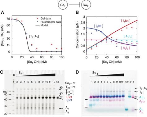 Characterization Of A Feedforward Circuit With Gel The Feedforward