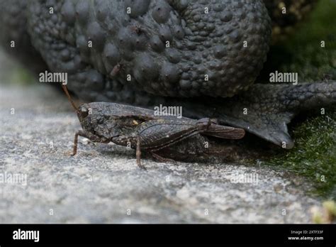 Black Sided Pygmy Grasshopper Tettigidea Lateralis Insecta Stock