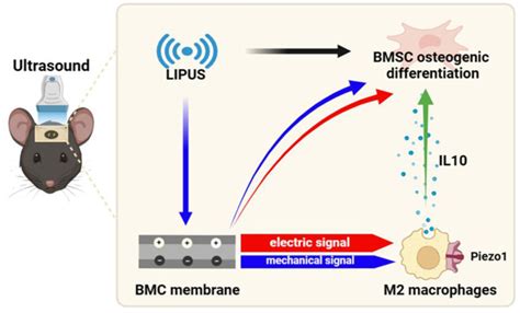 Synergistic Effect Of Ultrasound And Reinforced Electrical Environment