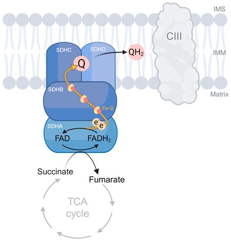 Succinate Dehydrogenase Structure Succinic Acid Dehydrogenase Neuro