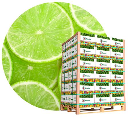 Exportação Site Brasnica