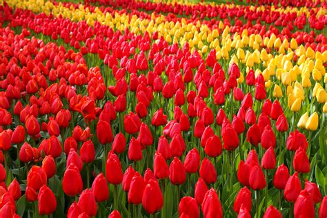 Тюльпаны цветные (С множеством фото) - treepics.ru
