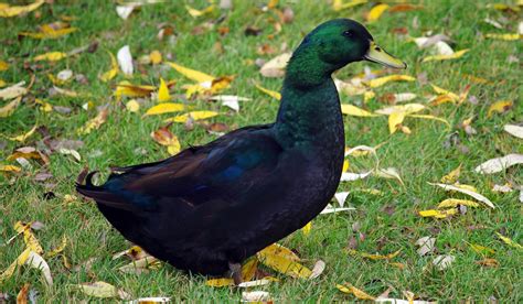 11 Black Duck Breeds The Hip Chick