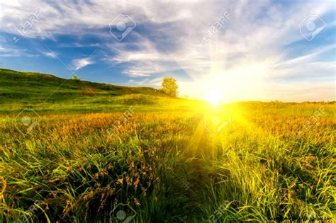 Sunrise Grass Field Wallpapers Gallery
