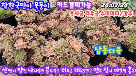 남동다육2착한국민이부터 묵둥이까지착하게흑사금 산딸기 양진군생 러우금 레몬로즈금 나나후크미니 귀갑난봉옥 선인장 수미미티