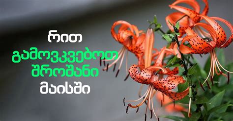 შროშანის გამოკვება მაისში რომელი სასუქი დავუმატოთ რომ კოკრები დიდებულად აყვავდეს რჩევები