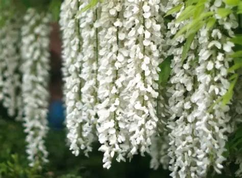 25 Different Types Of Vines With White Flowers With Pictures