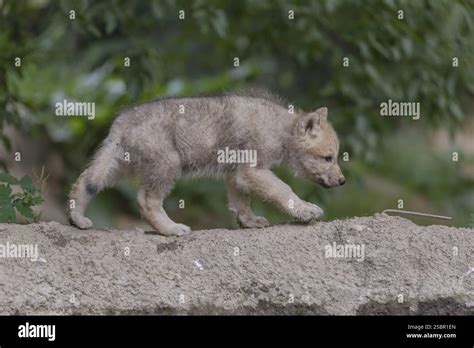 One Four Weeks Old Arctic Wolf Cub Canis Lupus Arctos Standing On A