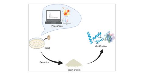 Yeast Proteins Proteomics Extraction Modification Functional Characterization And Structure