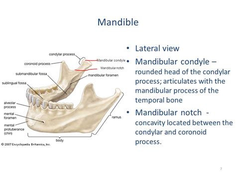 Mandibular Process