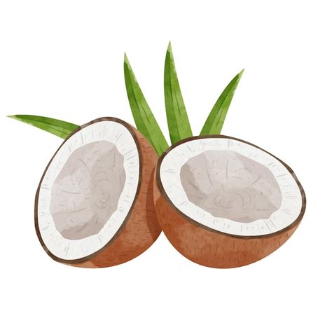 Premium Vector Coconut Design Elements Watercolour Style Vector