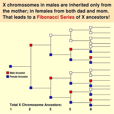 Fibonacci Growth Patterns