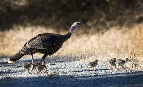 Why Dont We Eat Turkey Eggs The Differences Among Chicken Duck Goose And Turkey Eggs