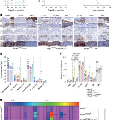 Phenotype Of Mice Encoding An Aplaid Mutation In Plcg2 Pser707tyr A