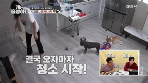포텐 독박육견 짤에 대한 상황 설명 포텐 터짐 최신순 에펨코리아